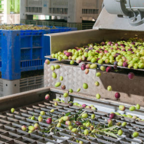 The Olive Feed Corporation