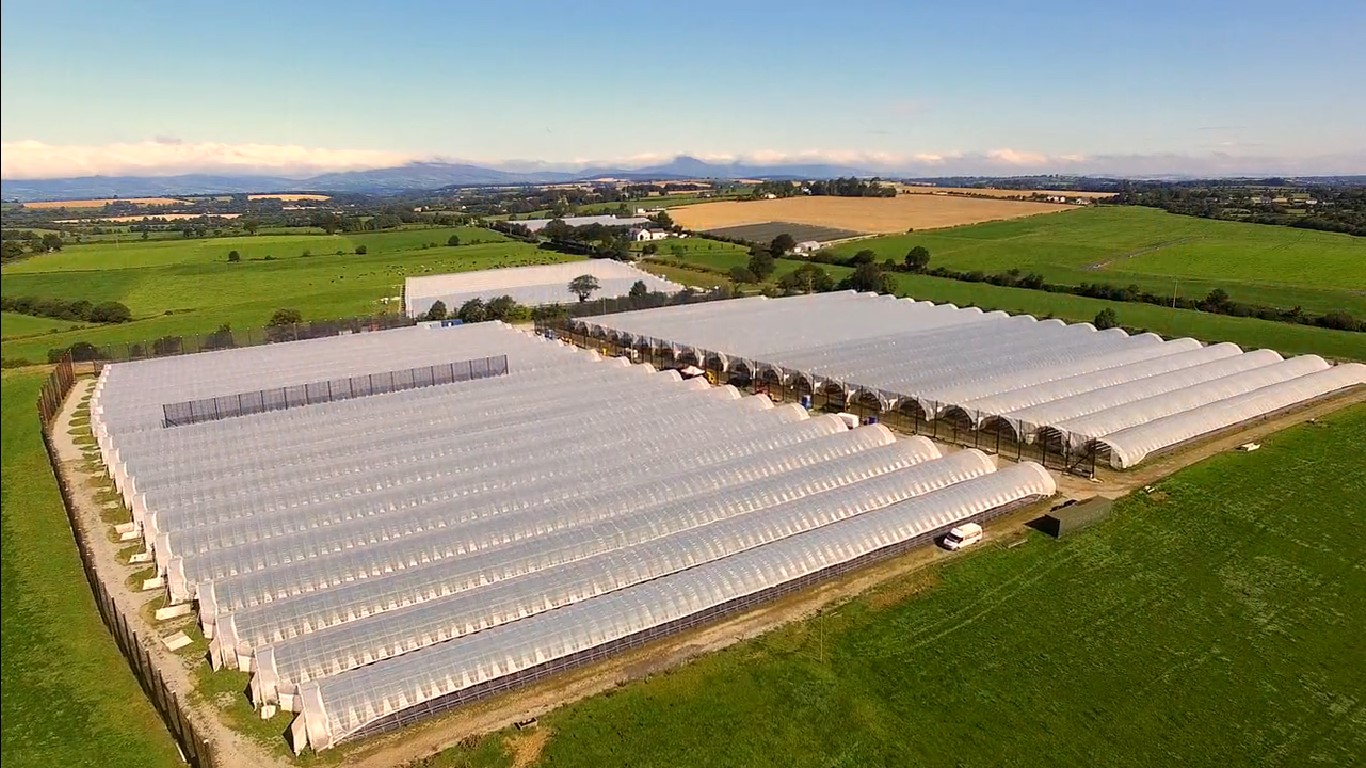 One of the biggest fruit farms in Ireland
