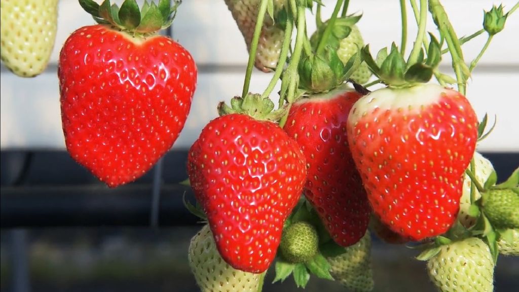One of the biggest fruit farms in Ireland